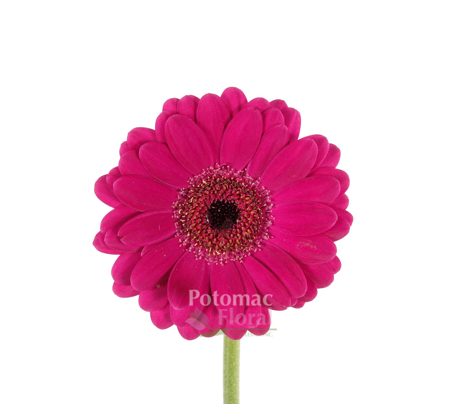 Germini Purple Black Eye - Potomac Floral Wholesale