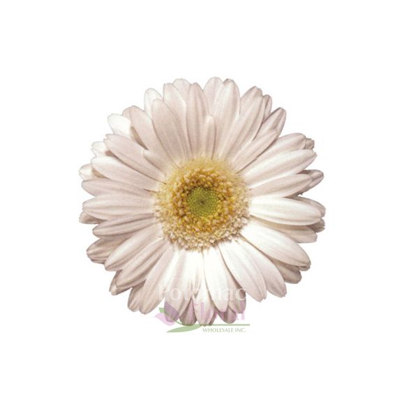 Germini White Light Eye - Potomac Floral Wholesale