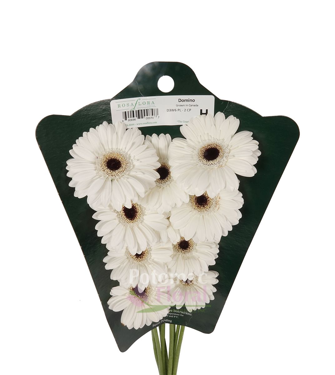 Germini White Black Center - Potomac Floral Wholesale