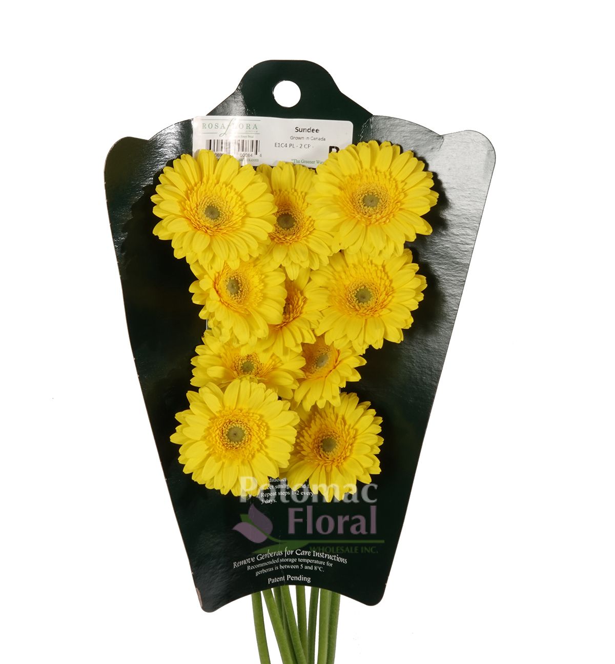 Germini Yellow Light Eye - Potomac Floral Wholesale