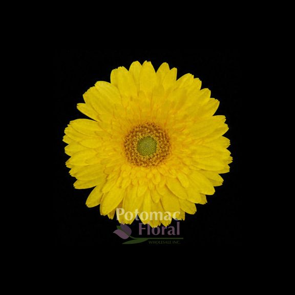 Germini Yellow Light Eye - Potomac Floral Wholesale