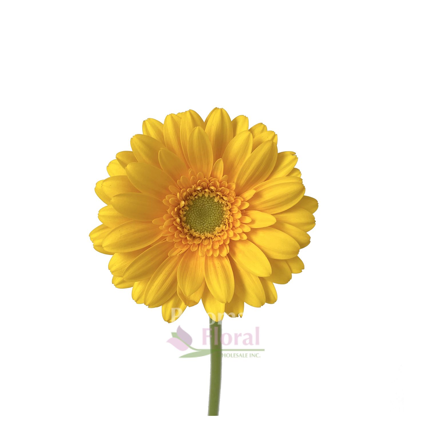 Germini Yellow Light Eye - Potomac Floral Wholesale