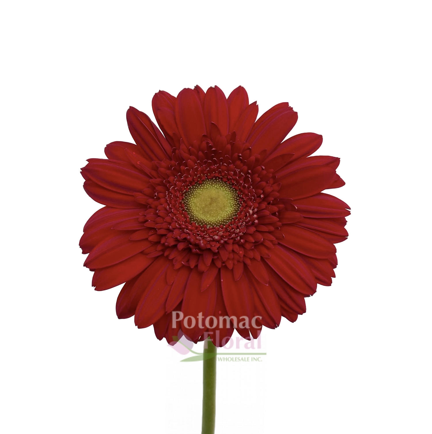 Gerbera Red Clear Eye - Potomac Floral Wholesale