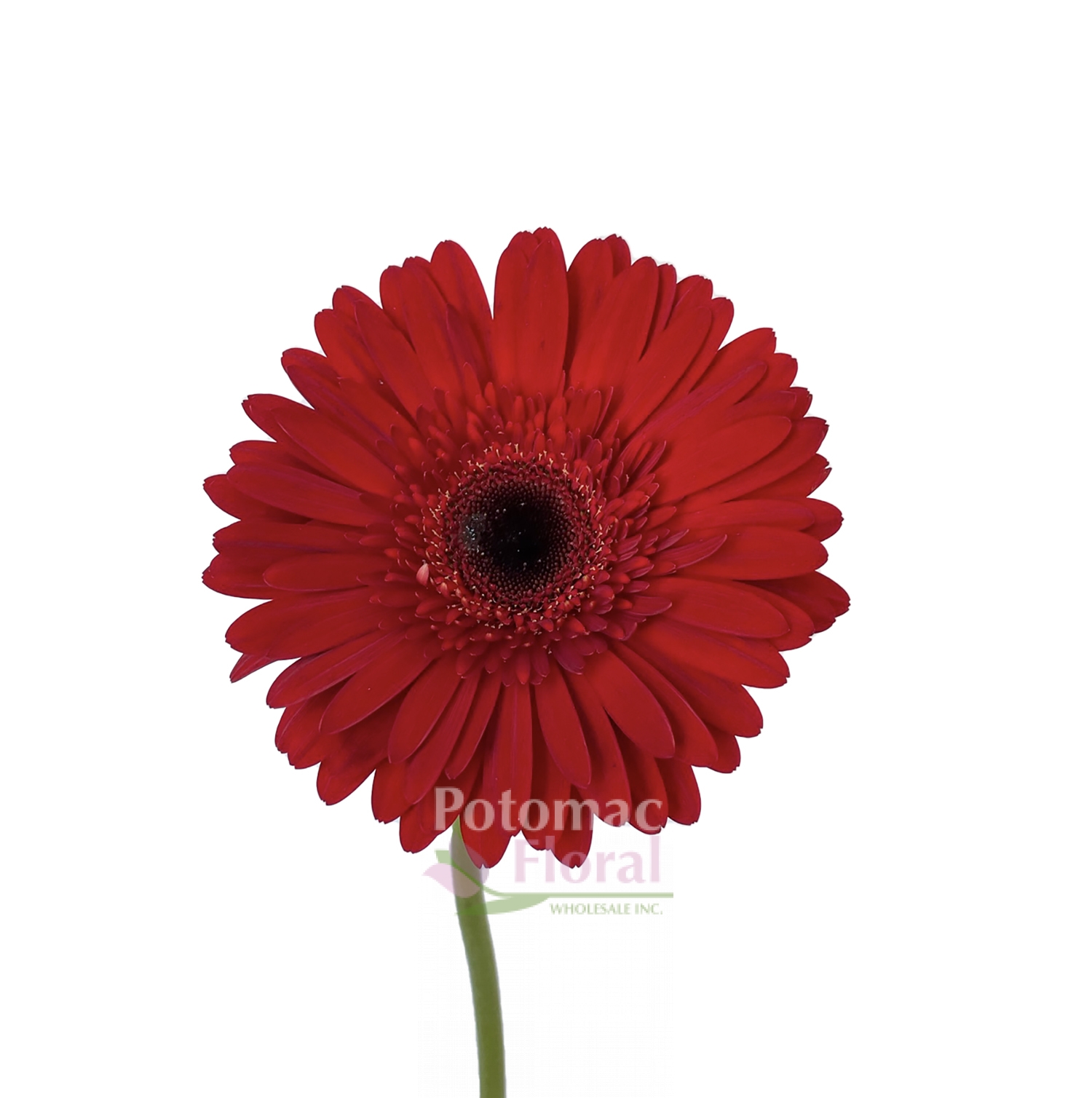 Gerbera Red Black Center - Potomac Floral Wholesale