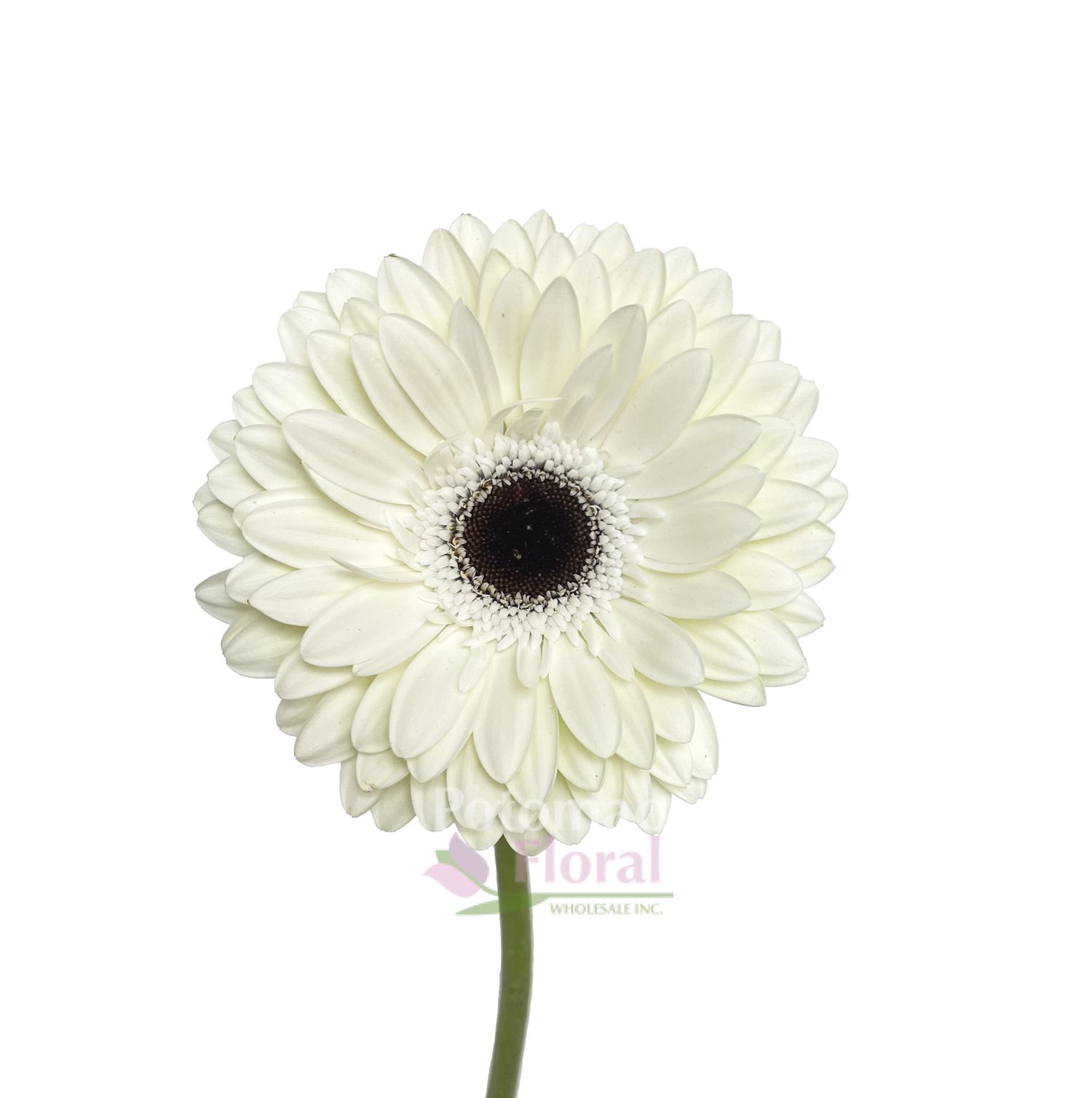 Gerbera White With Black Eye - Potomac Floral Wholesale