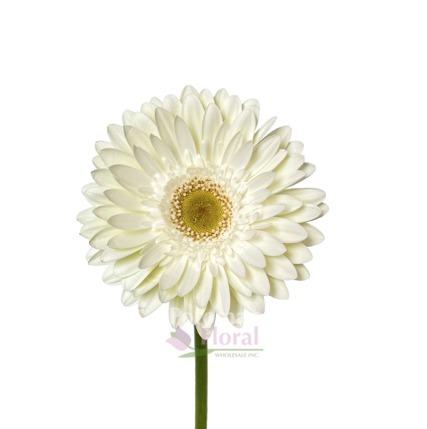 Gerbera White Clear Center - Potomac Floral Wholesale
