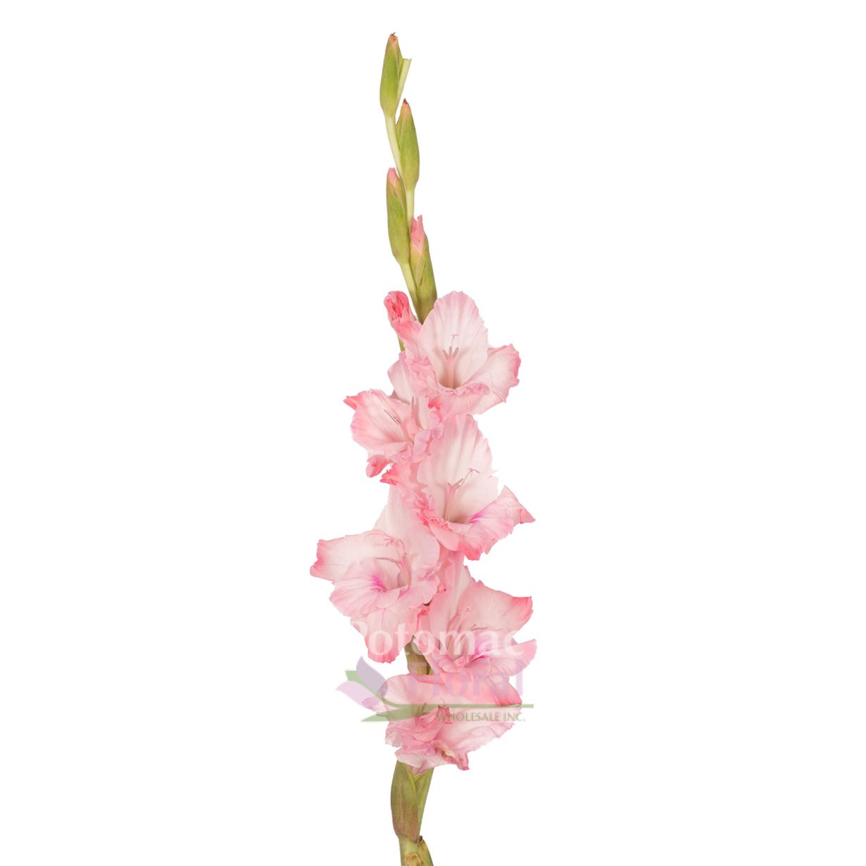 Gladiola Pink - Potomac Floral Wholesale