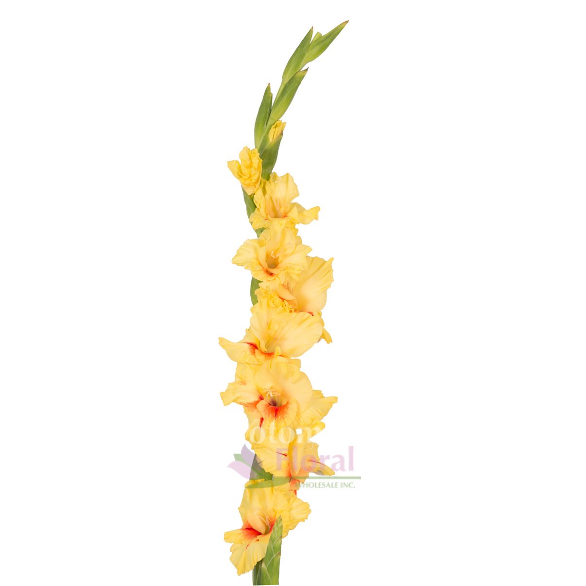 Gladiola Yellow - Potomac Floral Wholesale