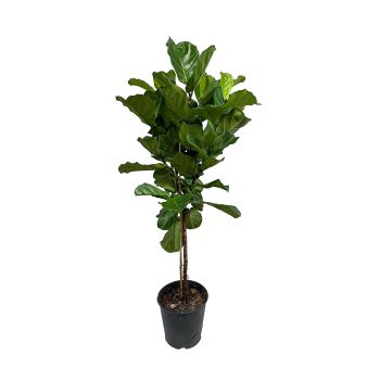 Fiddle Leaf Fig Standard, 12" Pot - Potomac Floral Wholesale