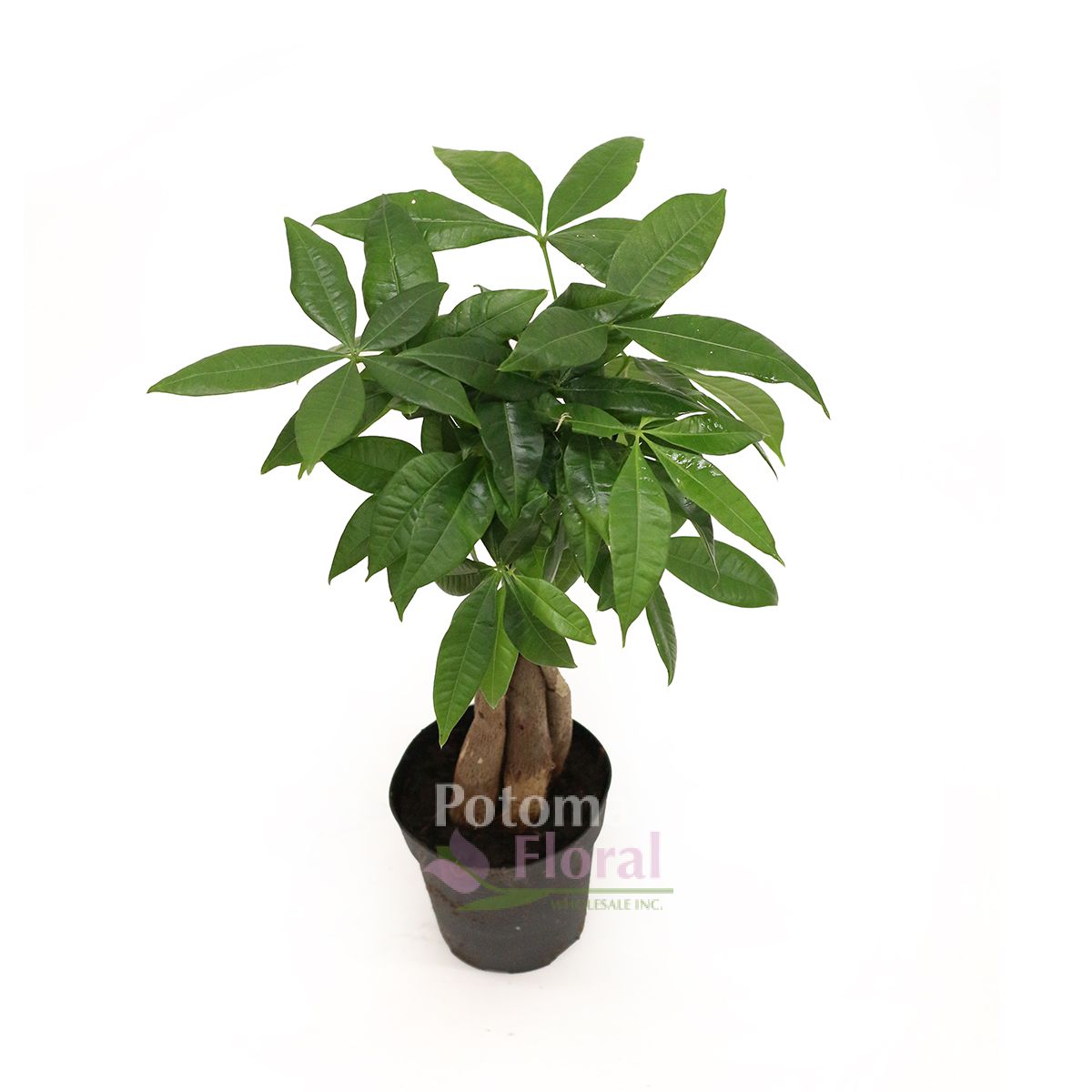 Money Tree Braid Plant, 4" Pot - Potomac Floral Wholesale