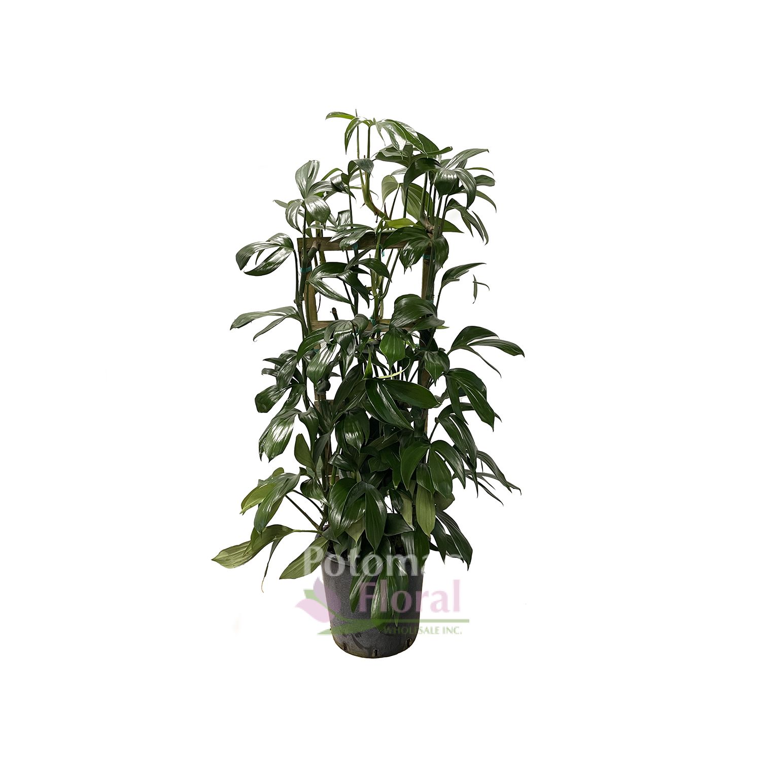 Philodendron Decursiva 14" Dragon's Tail Trellis - Potomac Floral Wholesale