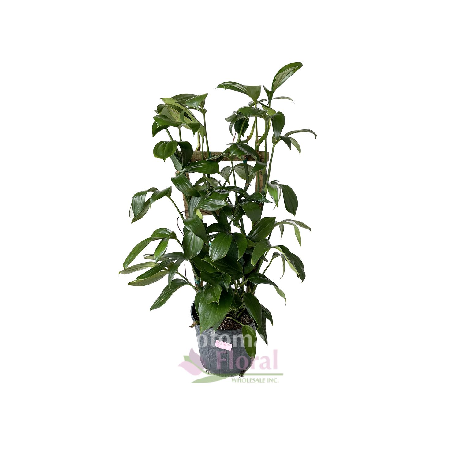 Philodendron Decursiva 10" Pot - Dragon's Tail Trellis - Potomac Floral ...
