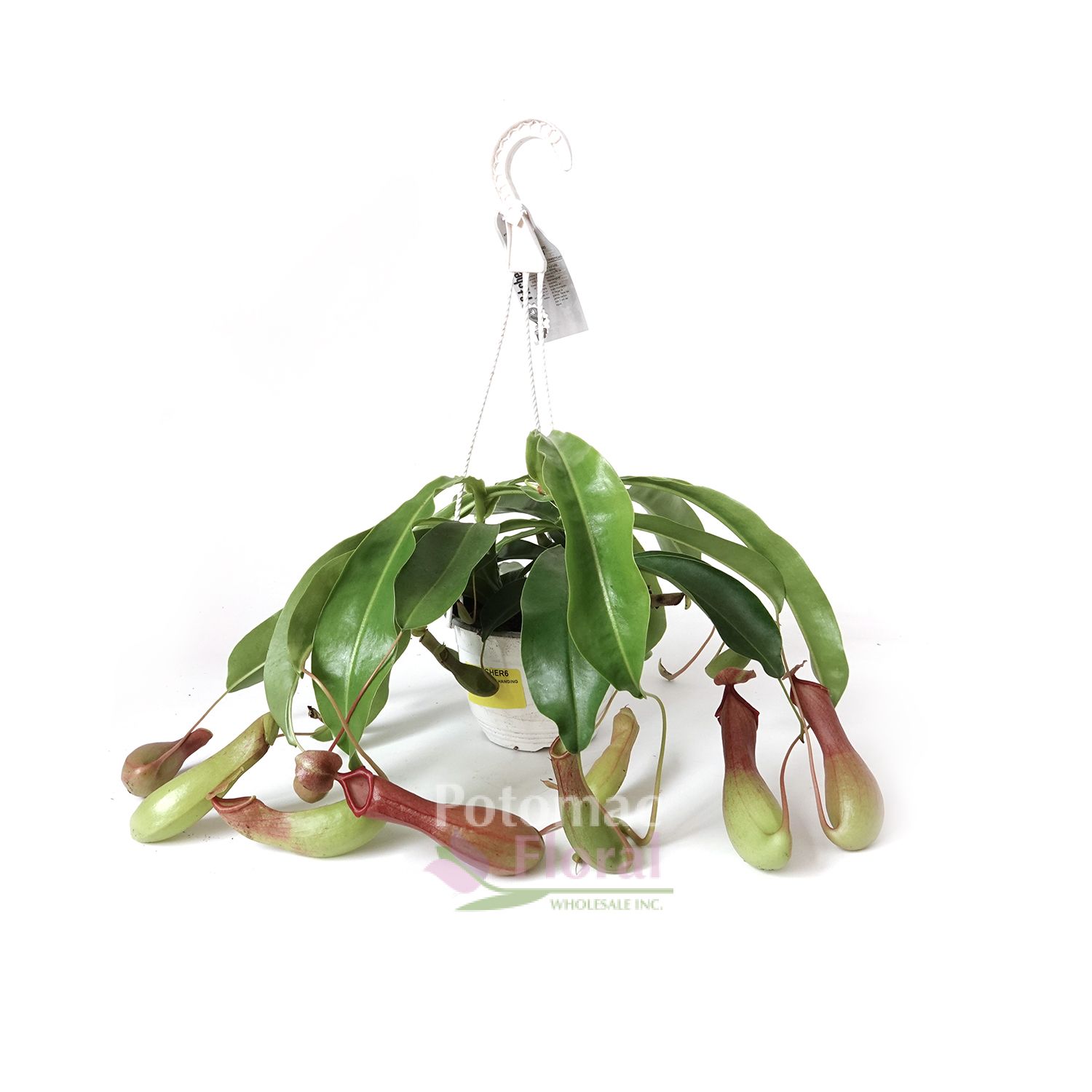 Pitcher Plant 6" Hanging Basket - Potomac Floral Wholesale
