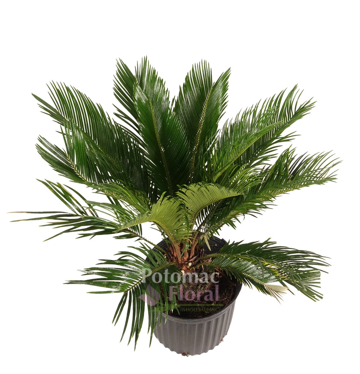 Sego Palm 6" Pot - Potomac Floral Wholesale