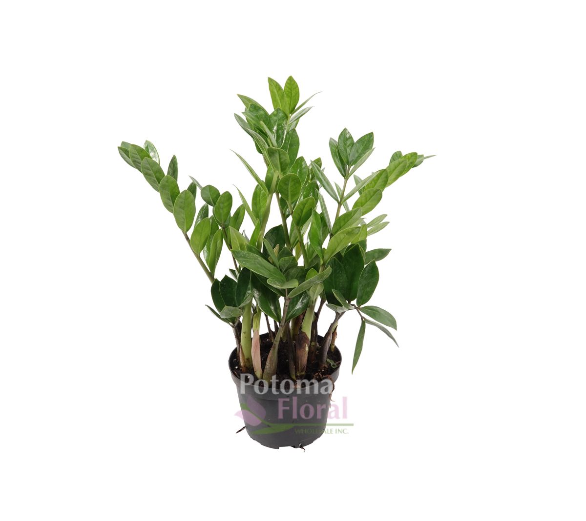 Zizi Plant, 10" Pot - Potomac Floral Wholesale