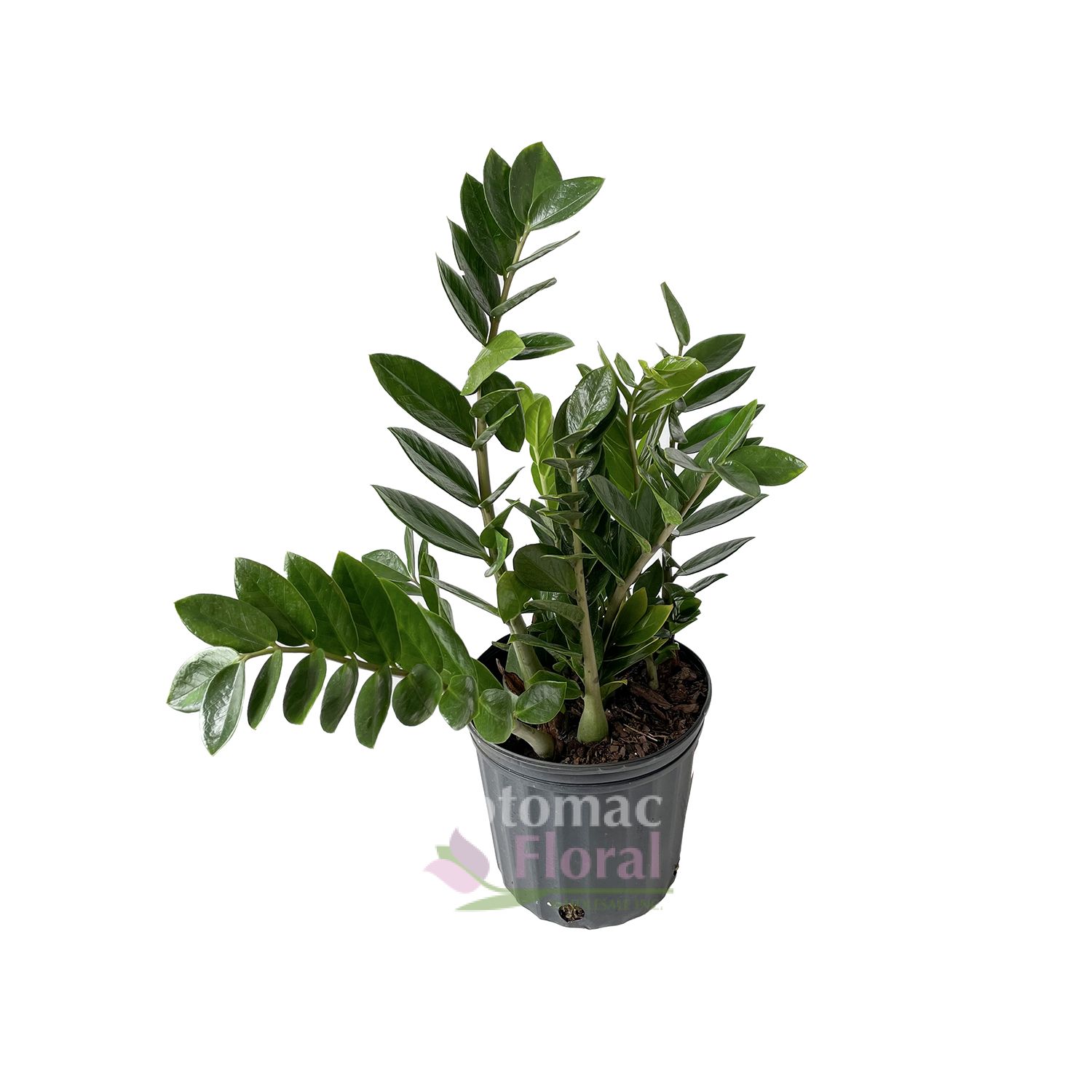 Zizi Plant, 8" Pot - Potomac Floral Wholesale
