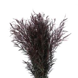 Agonis Foliage Dark Black Green Willow Shaped Leaves - Potomac Floral ...
