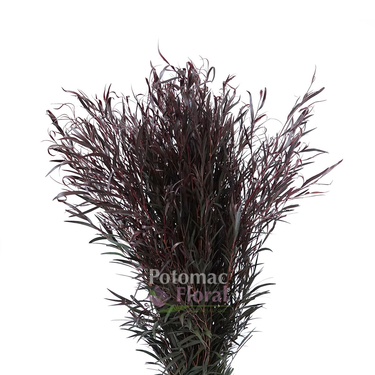 Agonis Foliage Dark Black Green Willow Shaped Leaves - Potomac Floral ...