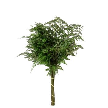Giant Hulk Baker Fern Extra Tall - Box of 12 Bunches - Potomac Floral ...