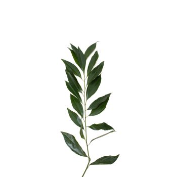 Cocculus Green - Potomac Floral Wholesale