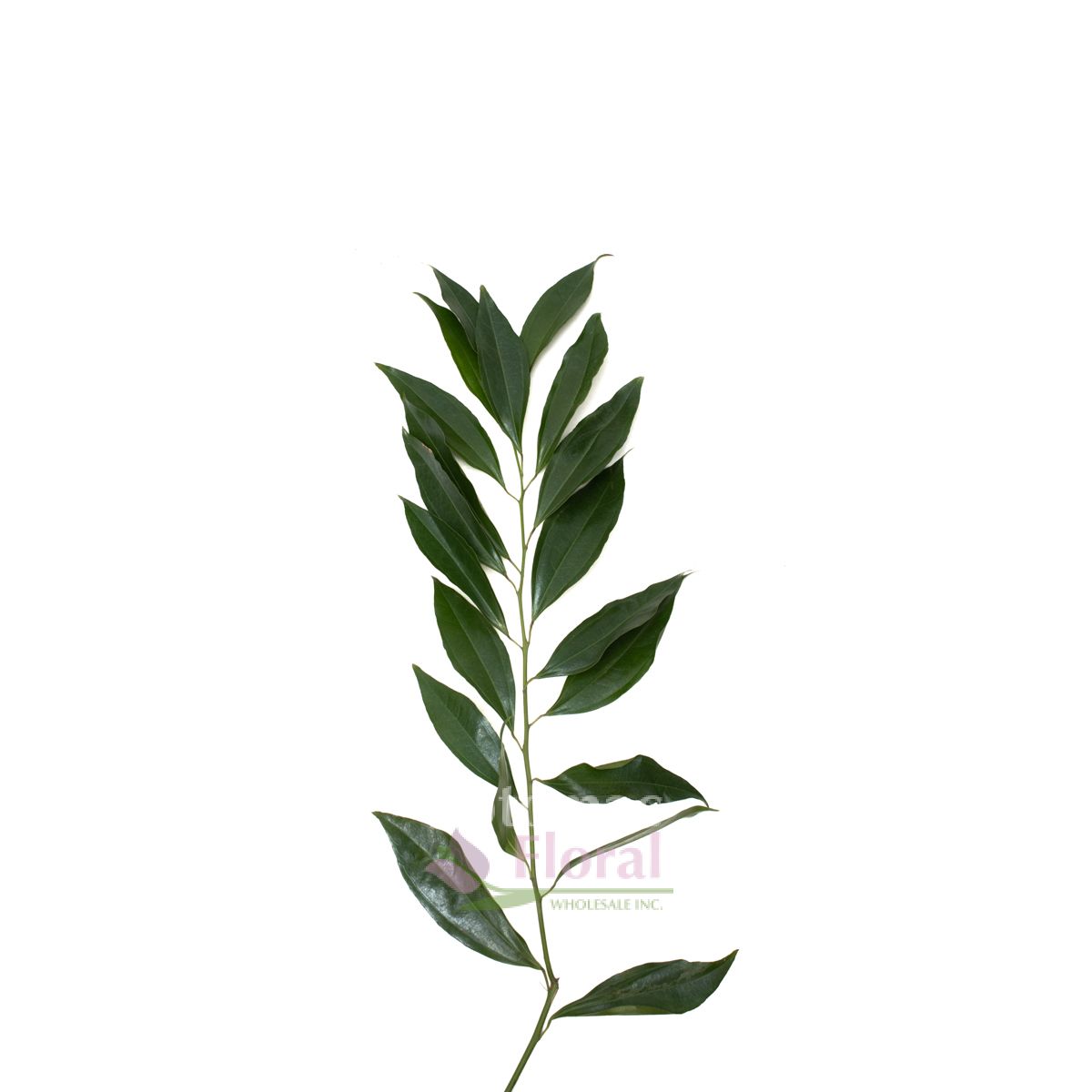 Cocculus Green - Potomac Floral Wholesale