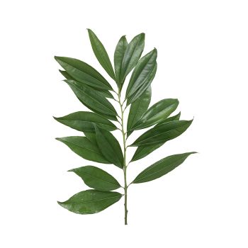 Cocculus 20 stem BQ bunch 60cm - Potomac Floral Wholesale