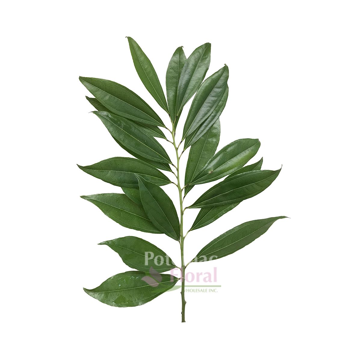 Cocculus 20 stem BQ bunch 60cm - Potomac Floral Wholesale