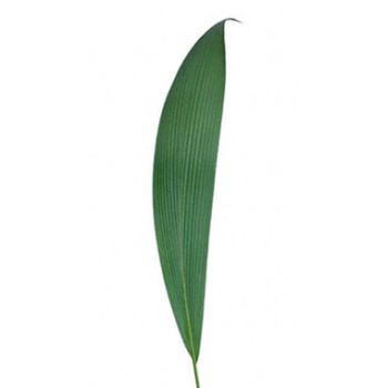 Whaleback Palm Leaf, 70cm - Potomac Floral Wholesale