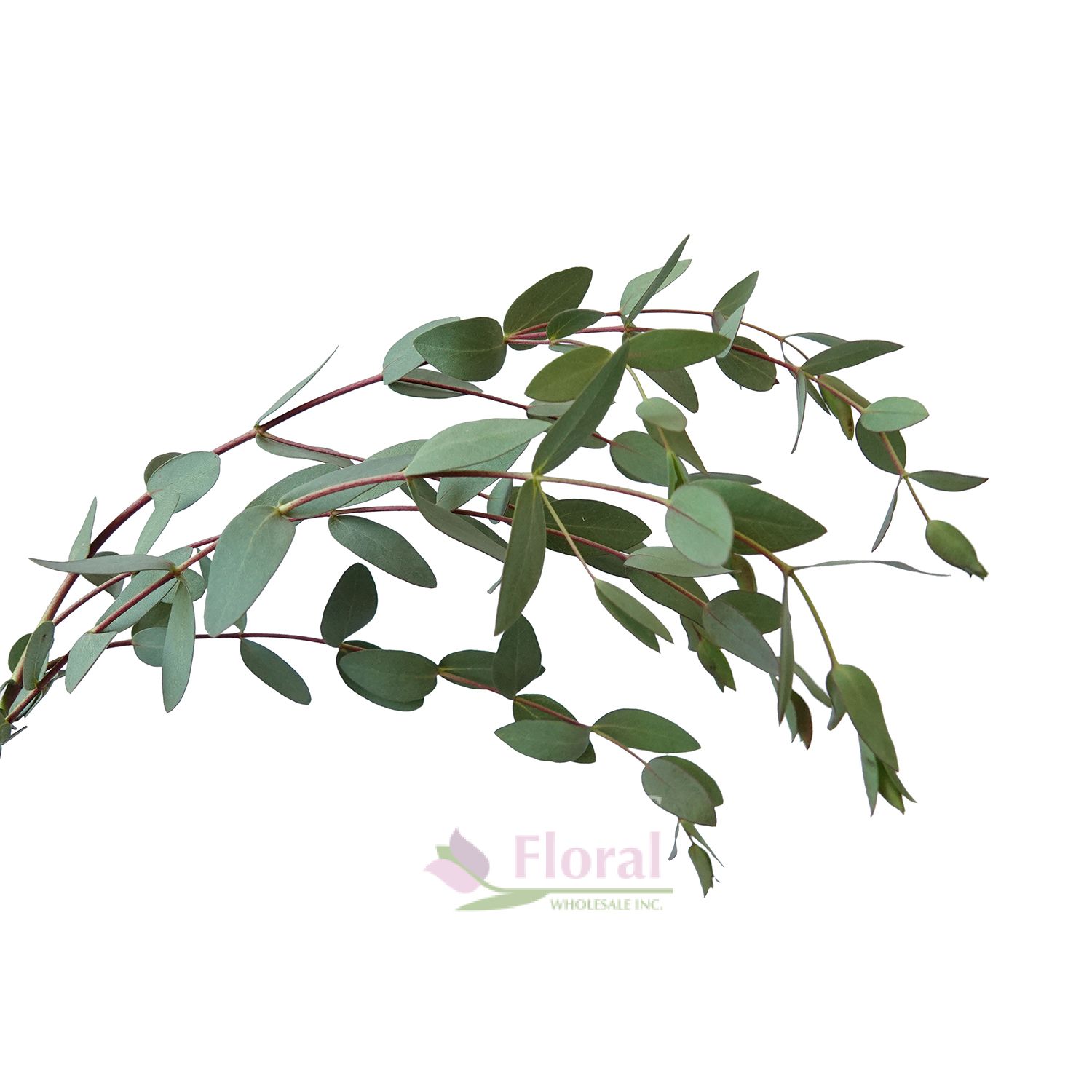 Eucalyptus - Parvifolia - Potomac Floral Wholesale