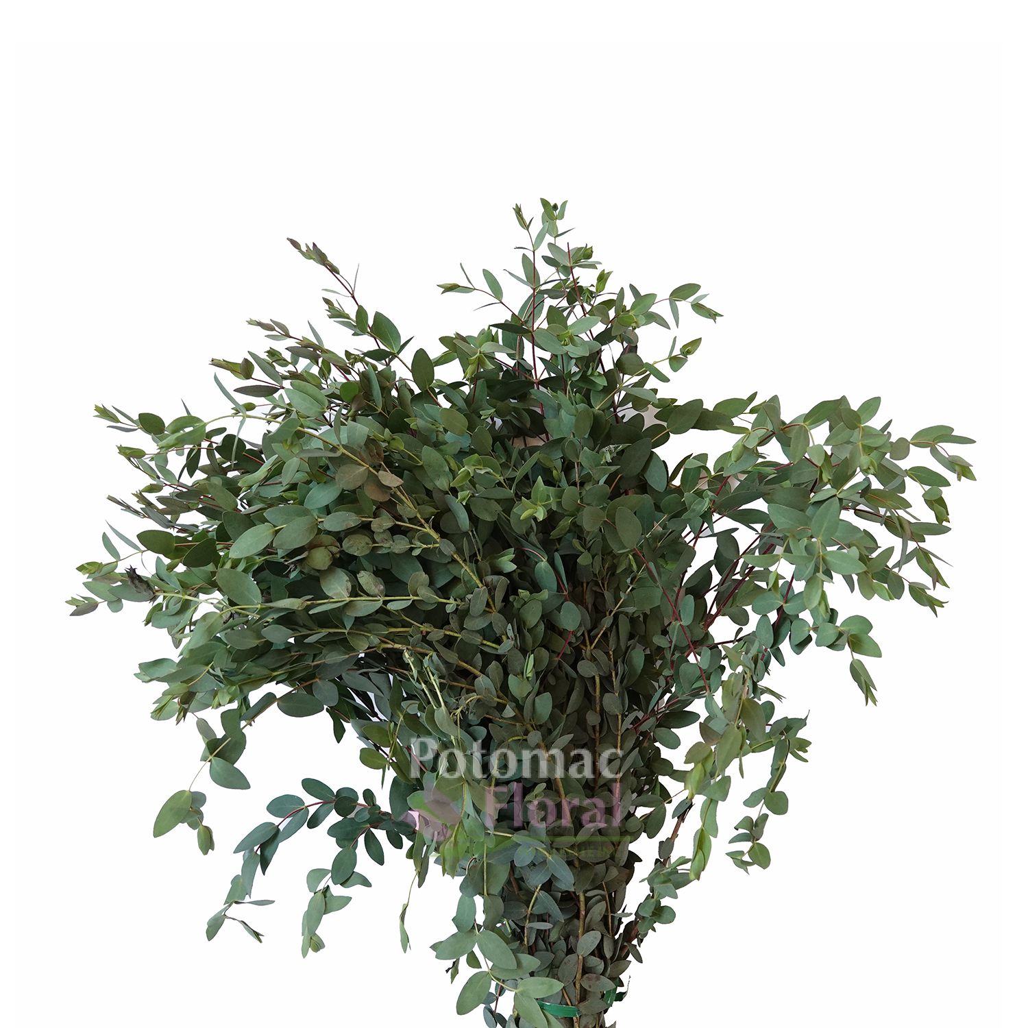 Eucalyptus - Parvifolia - Potomac Floral Wholesale