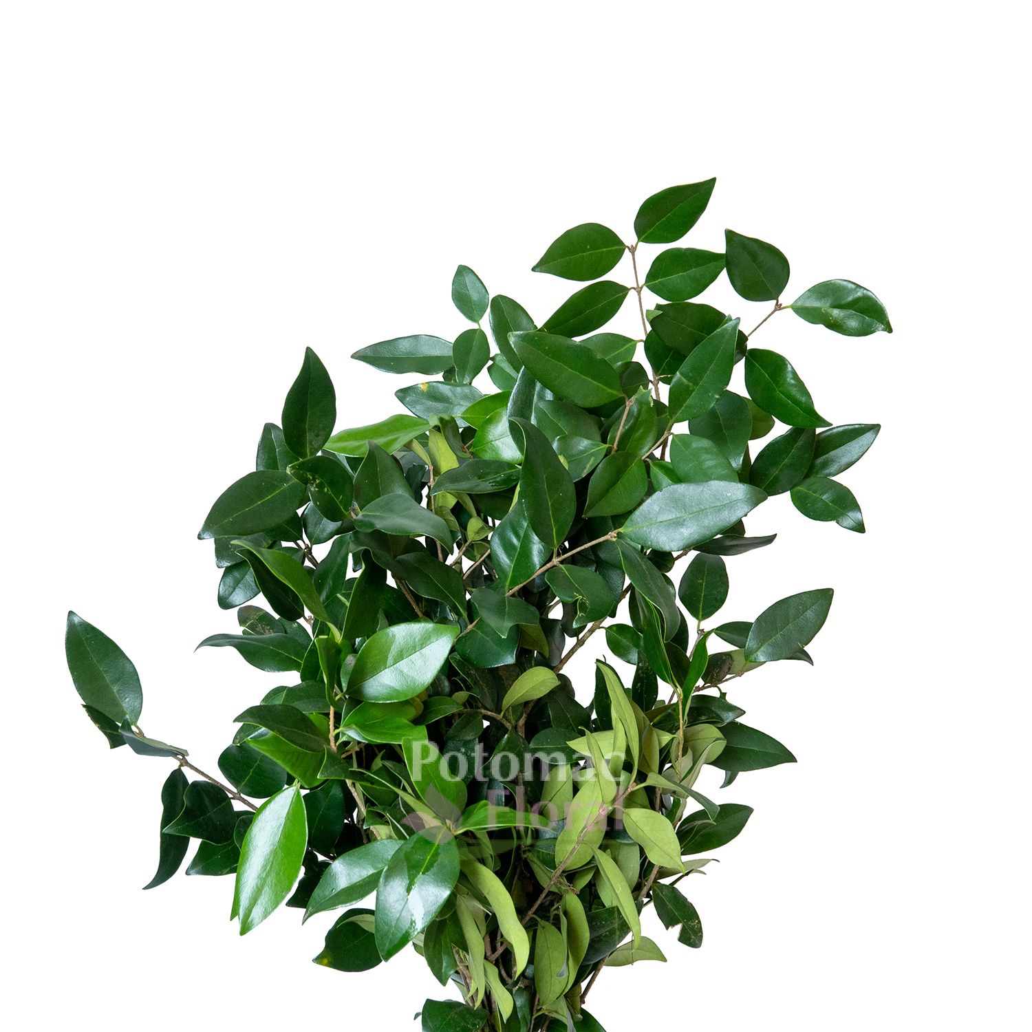Euonymus Ligustrum Green - Potomac Floral Wholesale