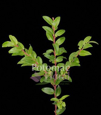 Green Huck - Potomac Floral Wholesale