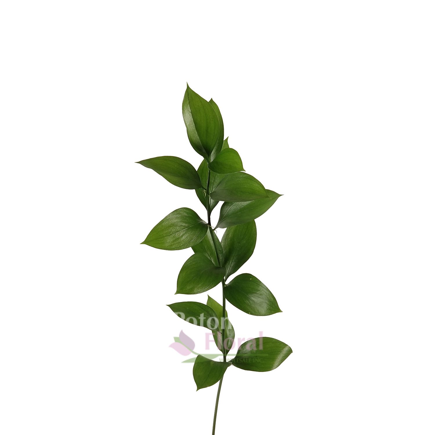 Israeli Ruscus, 60cm - Potomac Floral Wholesale