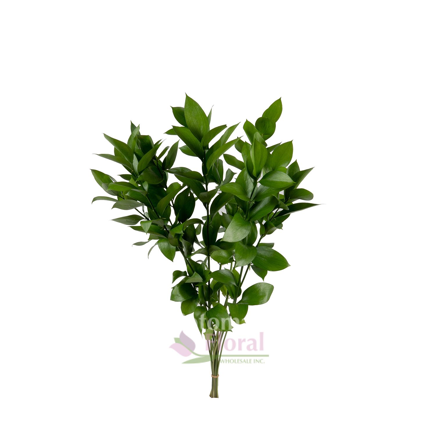 Israeli Ruscus, 60cm - Potomac Floral Wholesale