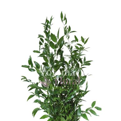 Italian Ruscus, 50cm 10 stem bunch - Potomac Floral Wholesale