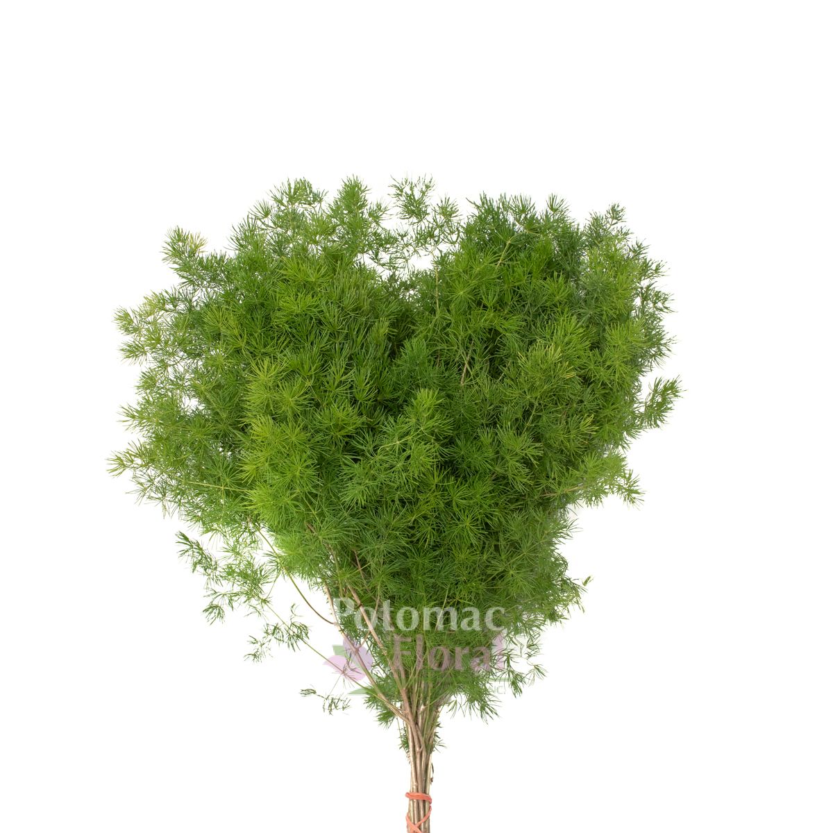 Ming Fern Large - Potomac Floral Wholesale