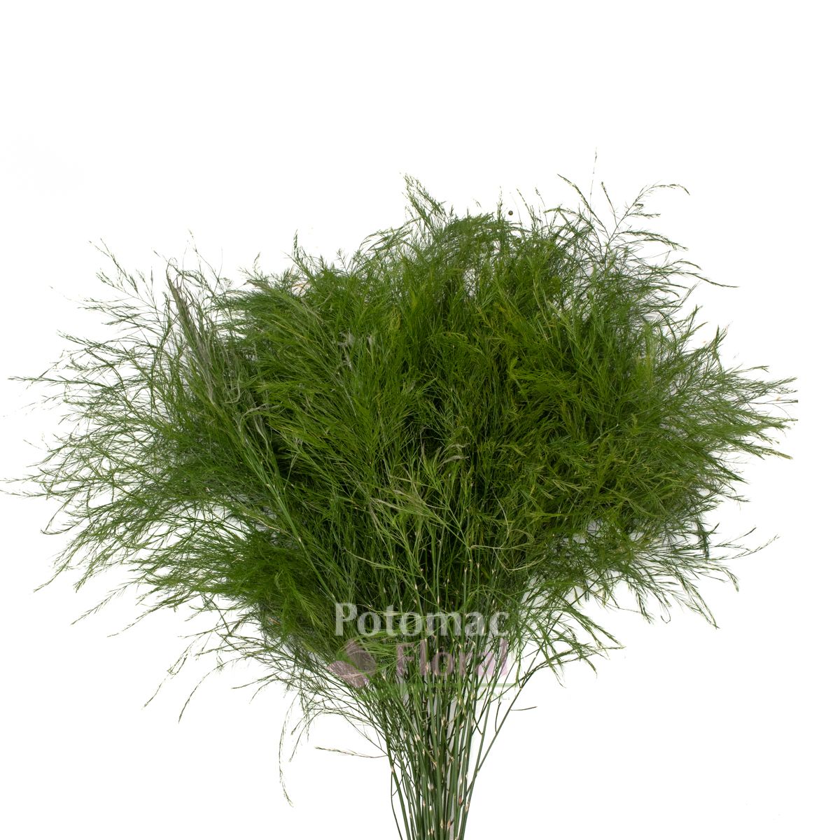Tree Fern - Potomac Floral Wholesale