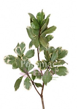 Variegated Pittosporum (Pitt) - Potomac Floral Wholesale