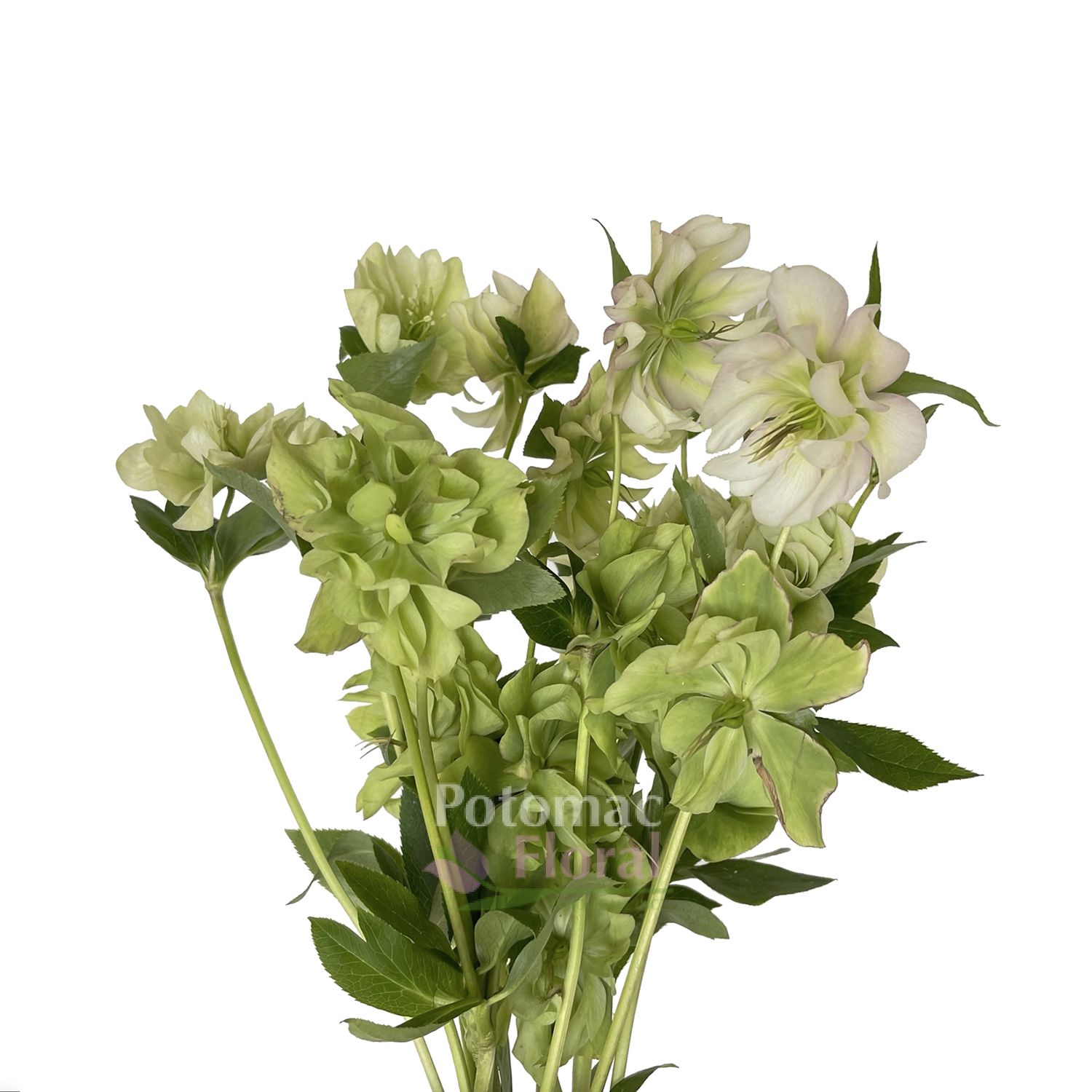 Helleborus Double White 5 Stem Bunch - Potomac Floral Wholesale