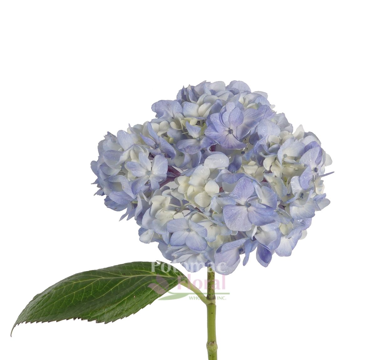 Hydrangea Light Blue, Select, 40 stems per case - Potomac Floral Wholesale
