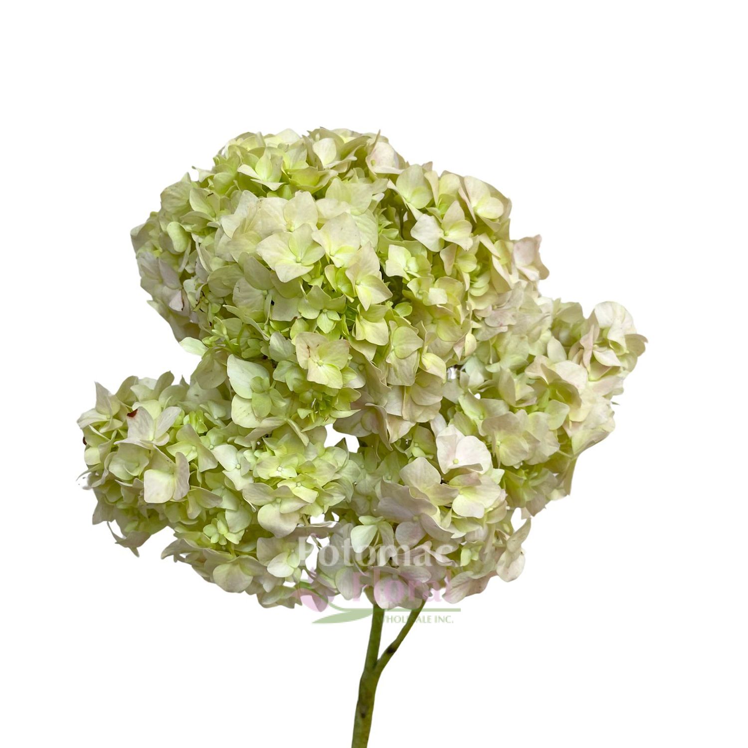 Natural CHAMPAGNE Blush hydrangea EXTRA - Potomac Floral Wholesale