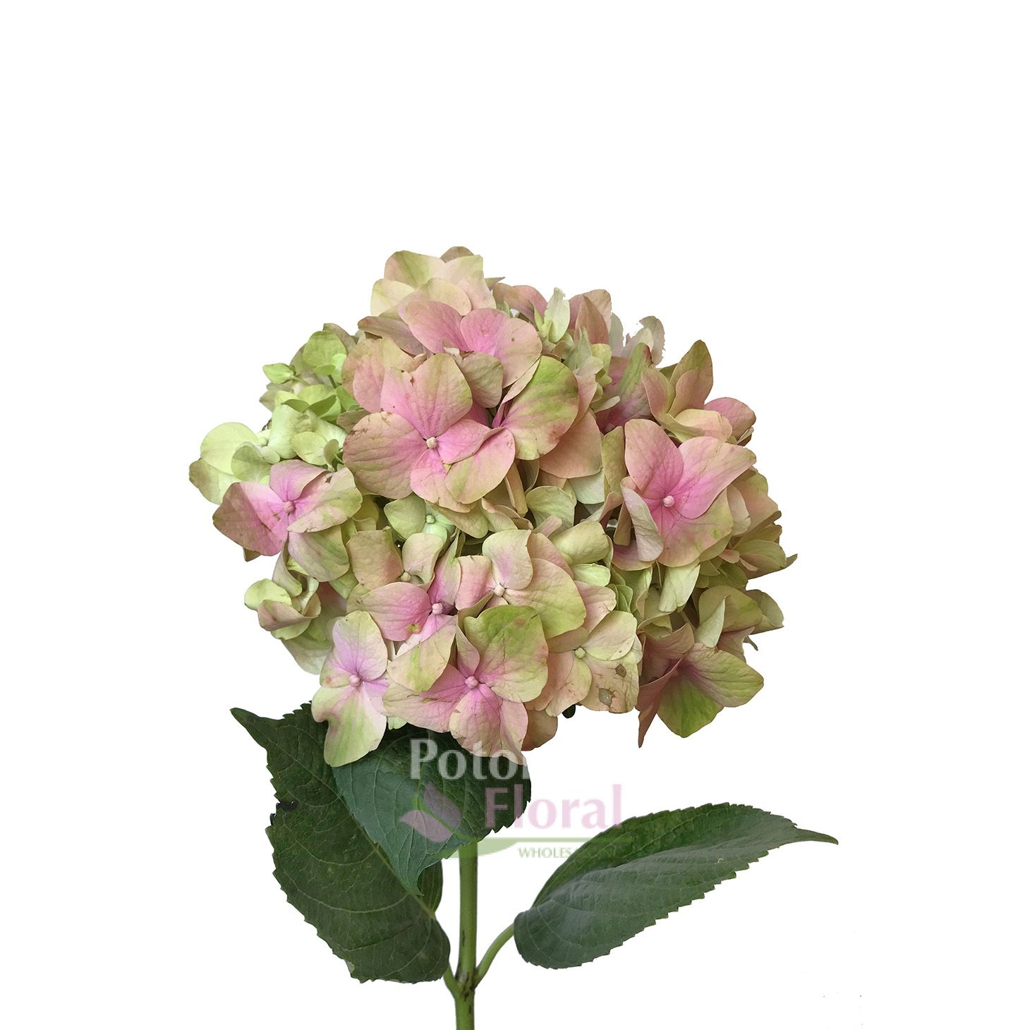 Hydrangea Pink Center Green Petals, Magical Tender Love - Potomac ...