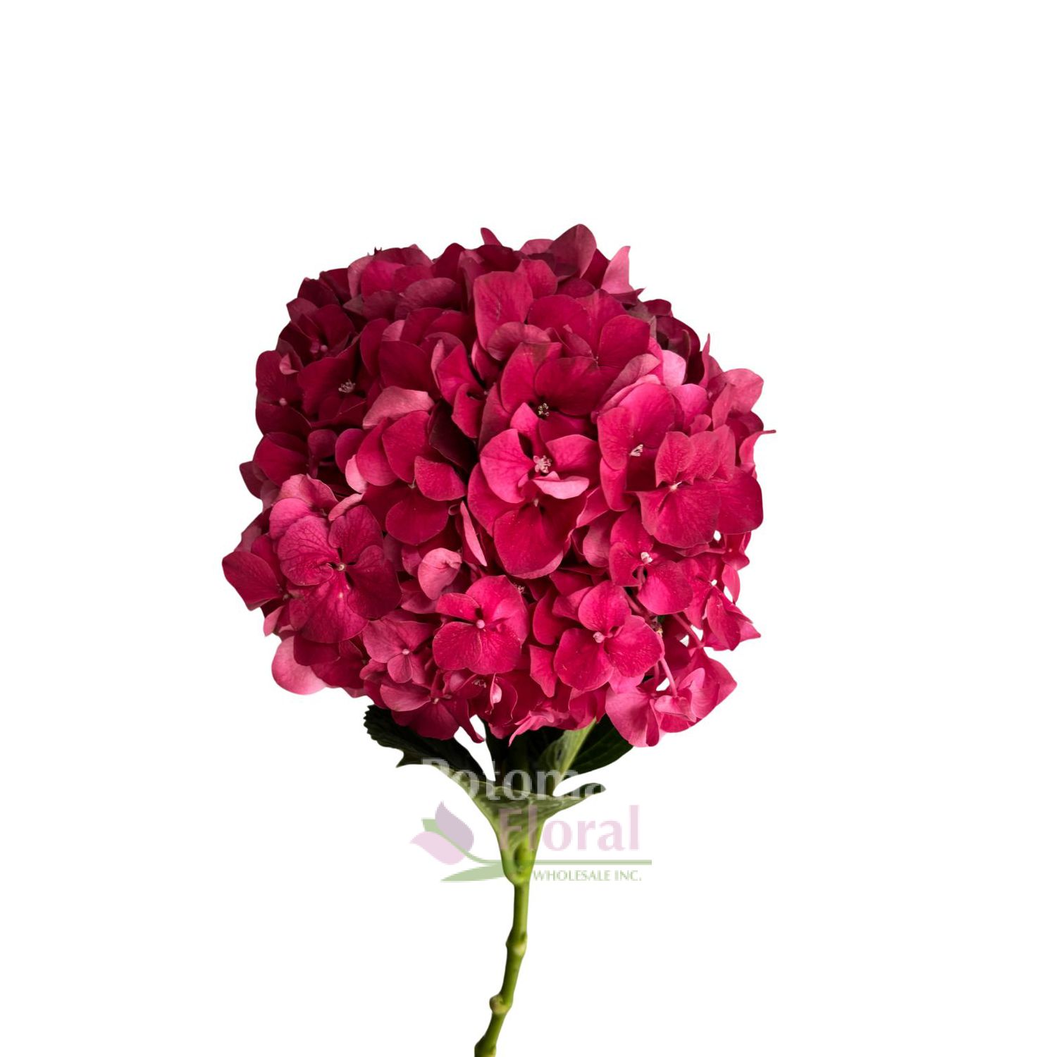 Hydrangea Red Trophy South American 40-50 cm - Potomac Floral Wholesale