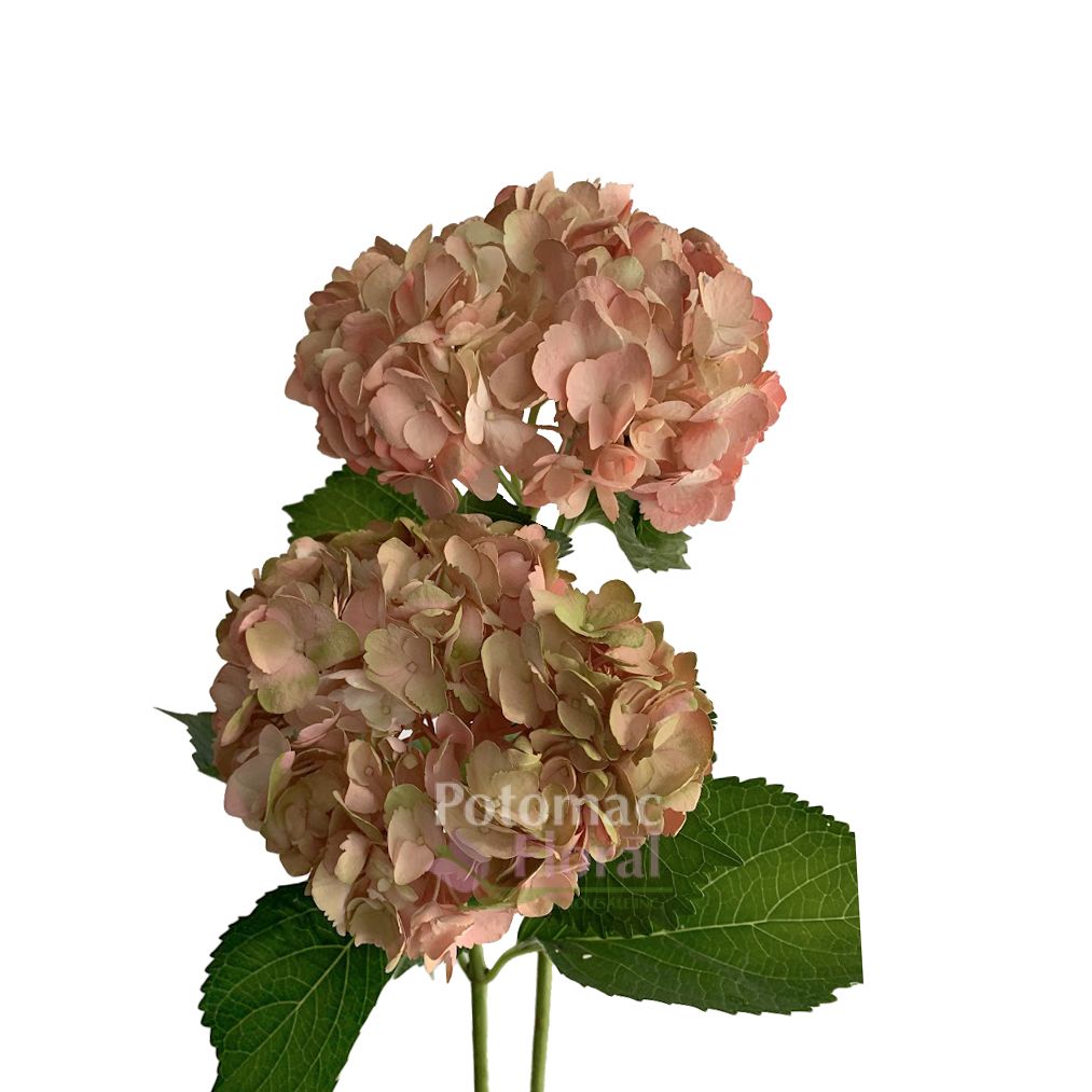 Hydrangea Tinted Apple pink - Potomac Floral Wholesale