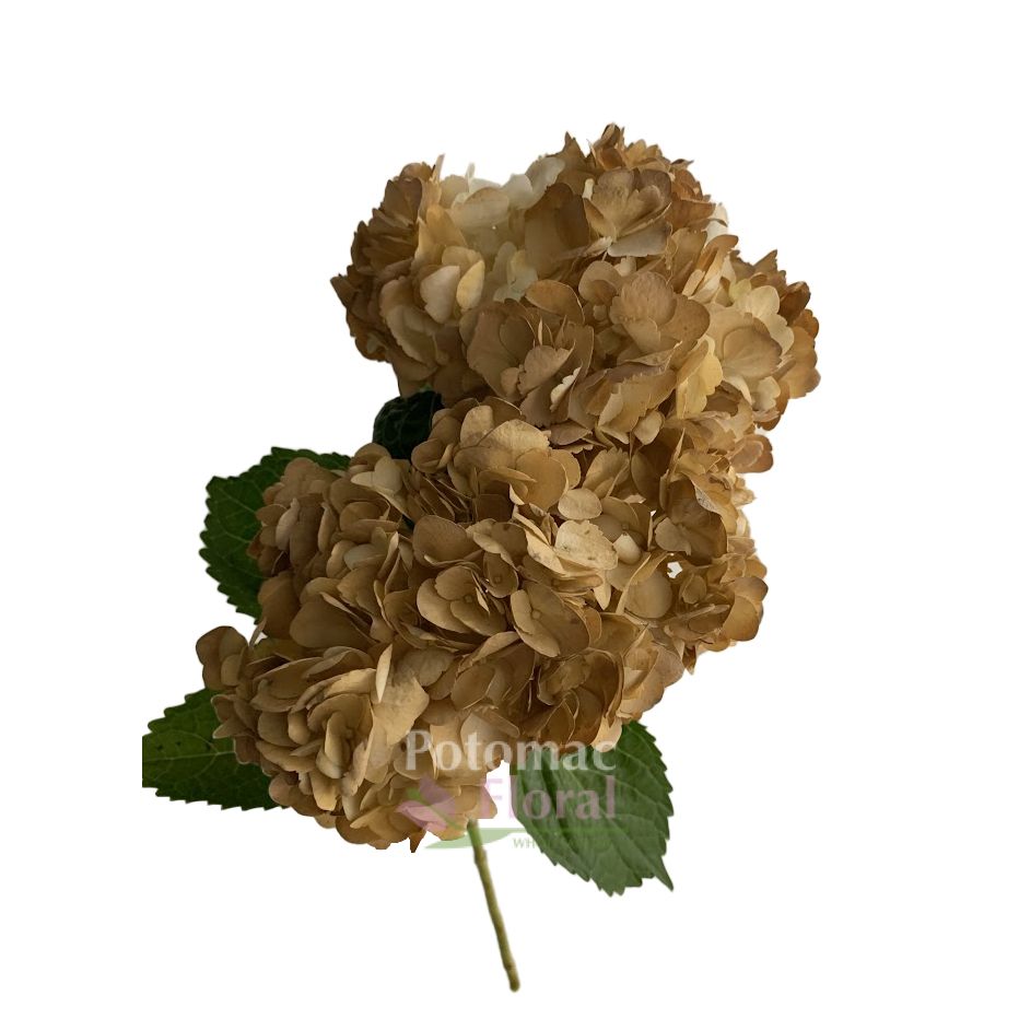 Hydrangea Tinted Coffee Latte - Potomac Floral Wholesale