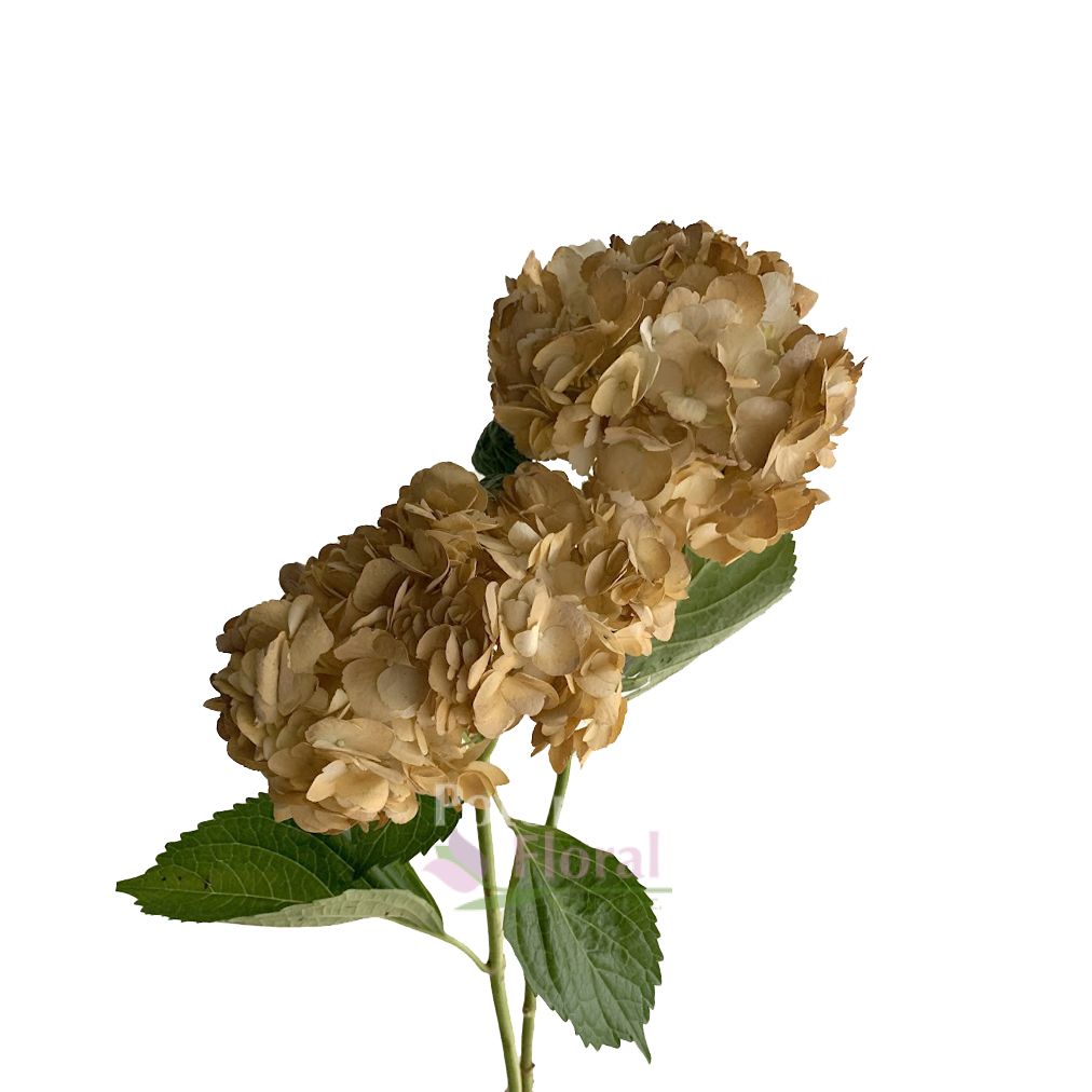 Hydrangea Tinted Coffee Latte - Potomac Floral Wholesale