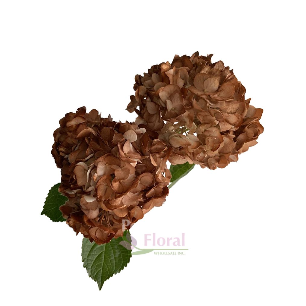 Hydrangea Tinted Dark Caramel - Potomac Floral Wholesale