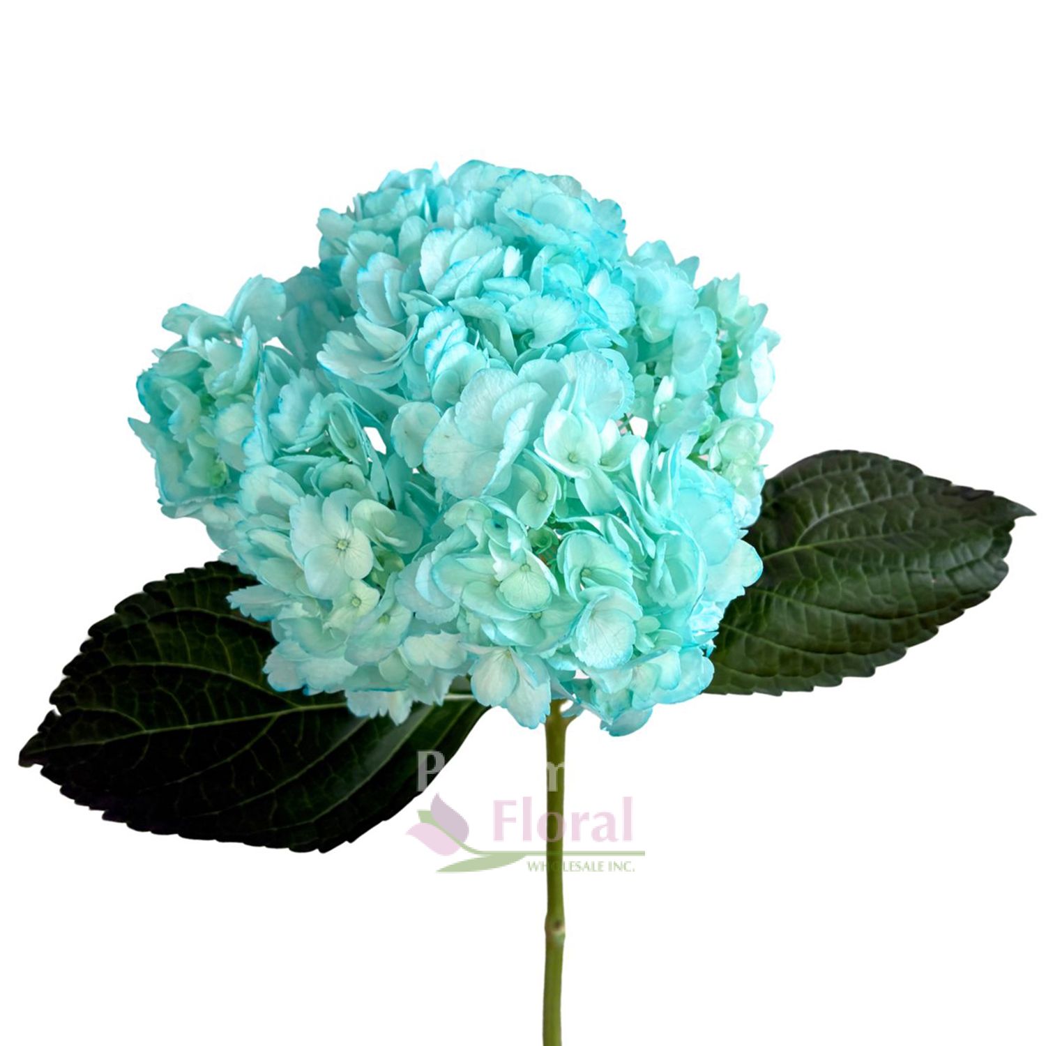 Hydrangea Tinted LIGHT BLUE CYAN - Potomac Floral Wholesale