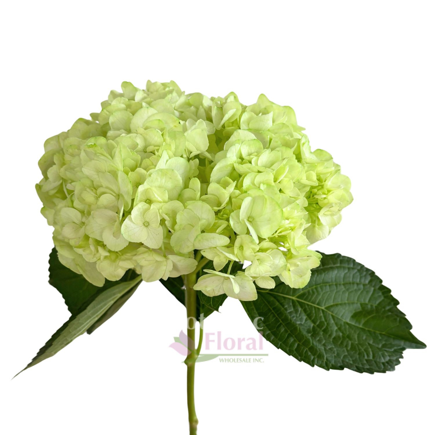 Hydrangea Tinted LEMON GREEN - Potomac Floral Wholesale