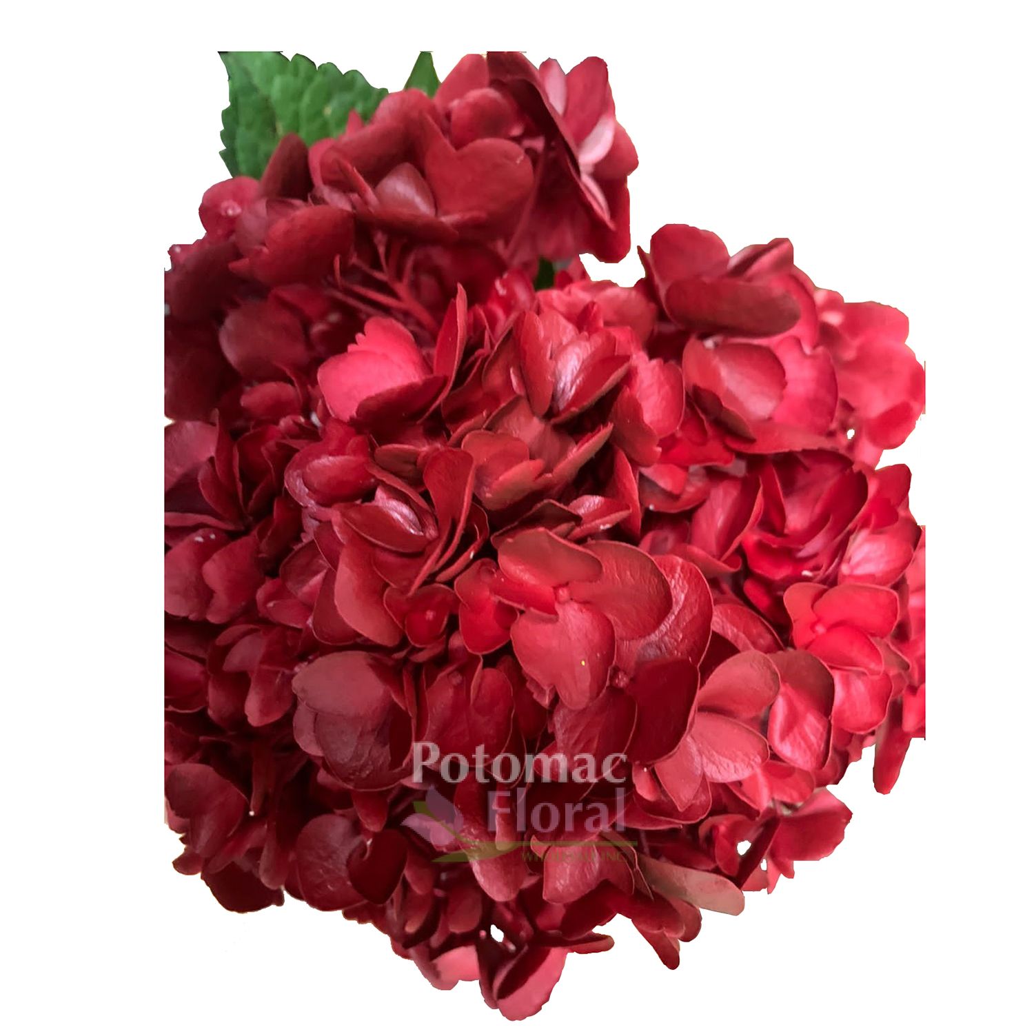 Hydrangea Painted RED - Potomac Floral Wholesale